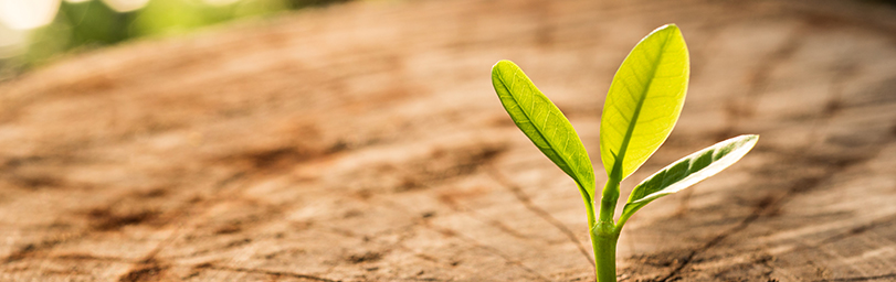 Getting Started: 5 Tips for New eTapestry Users